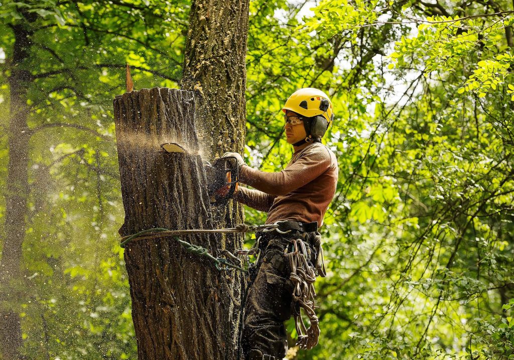 Tree Removal – The Grove Tree