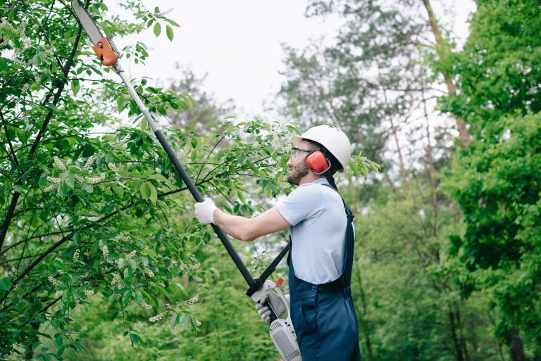 Professional Tree Trimming and Pruning in Oregon City | The Grove Tree